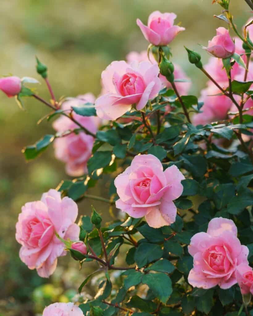 54 Perennial Shrubs & Bushes to Keep Your Garden Gorgeous All Year Round
