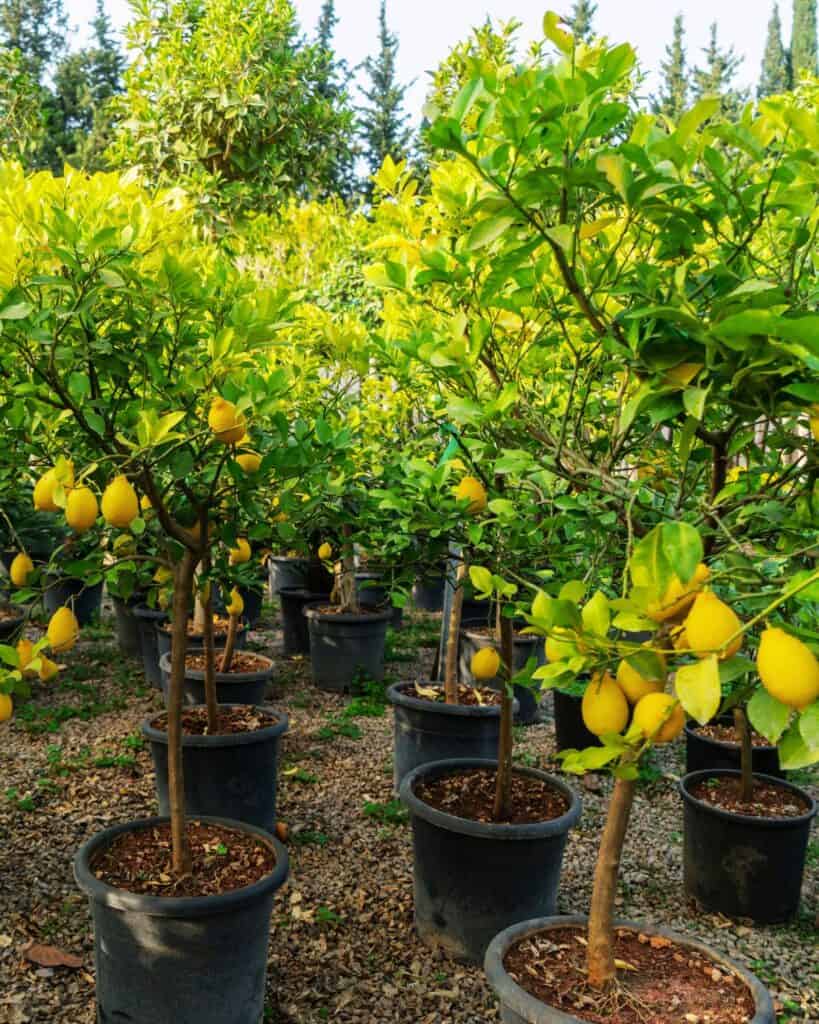 The Ultimate Guide to Growing a Thriving Lemon Tree