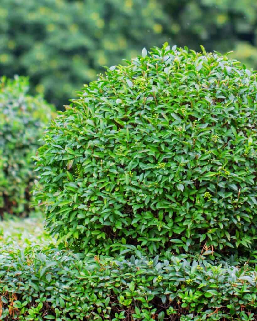 34 Fast Growing Privacy Shrubs for a Lush, Private Garden