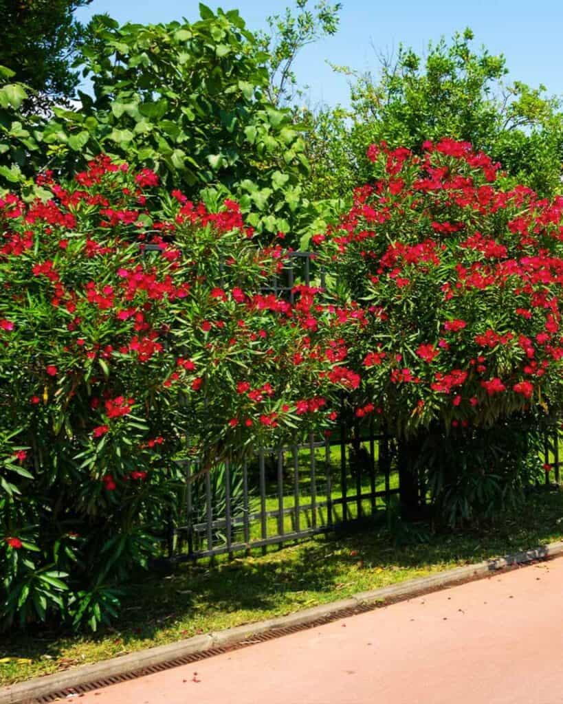 Upgrade Your Poolside Privacy in 2025 with These Top Hedging Trees and Bushes