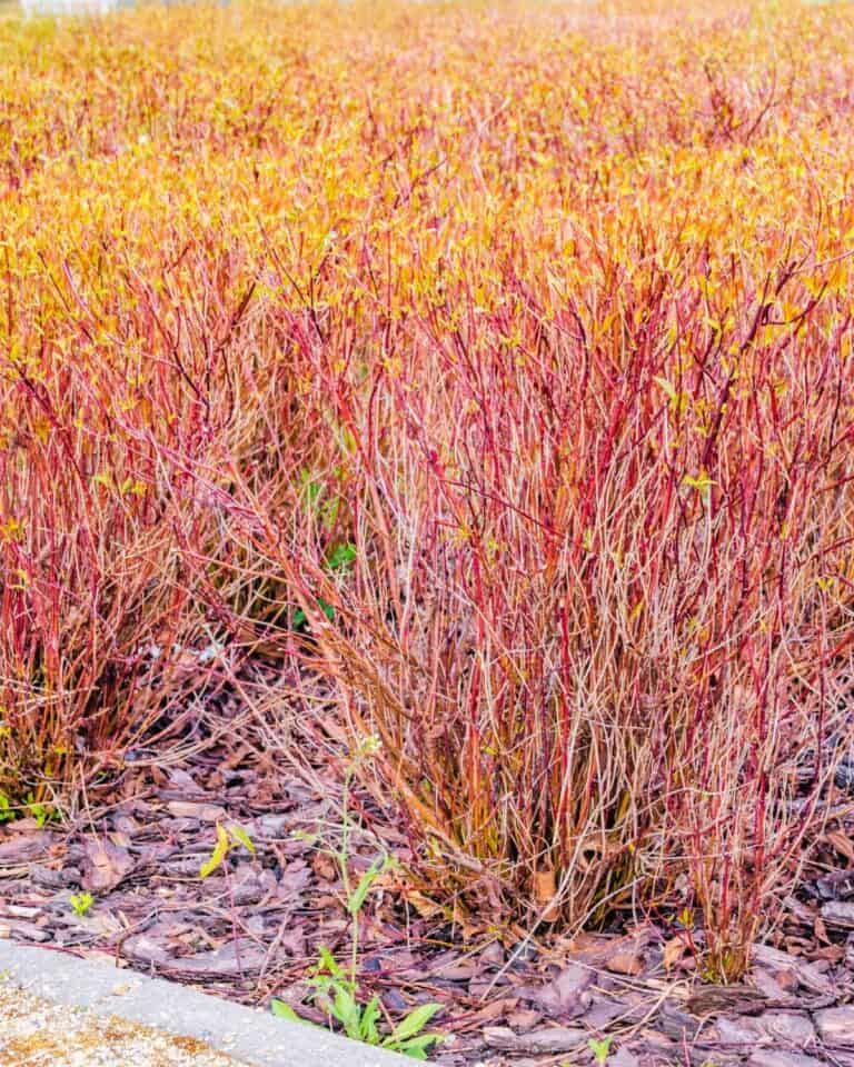 14 Gorgeous Shrubs That Thrive Under Trees