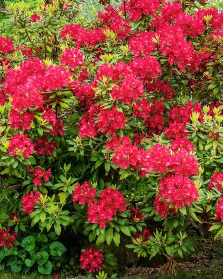 54 Perennial Shrubs & Bushes to Keep Your Garden Gorgeous All Year Round