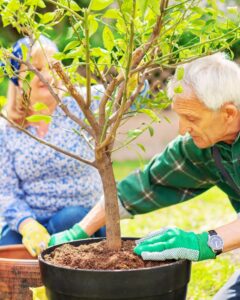 The Ultimate Guide to Growing a Thriving Lemon Tree