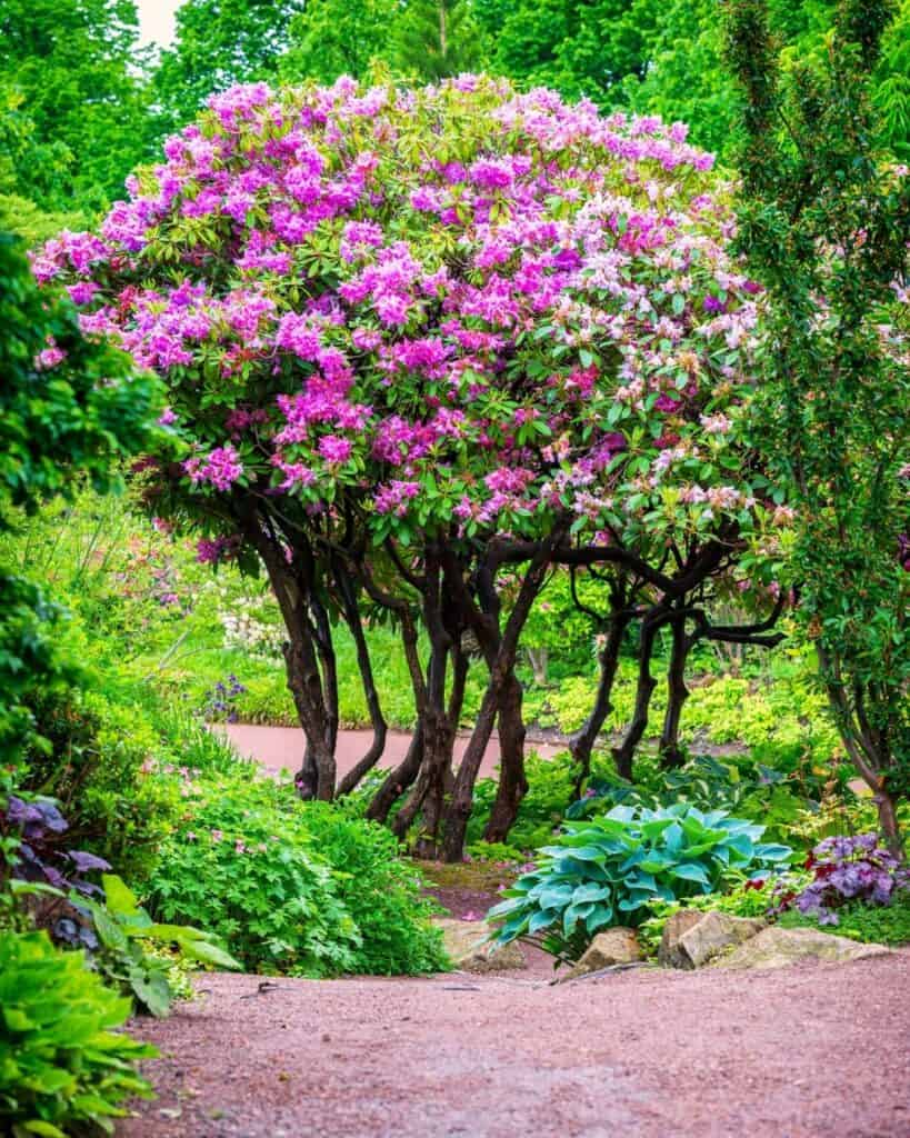 54 Perennial Shrubs & Bushes to Keep Your Garden Gorgeous All Year Round