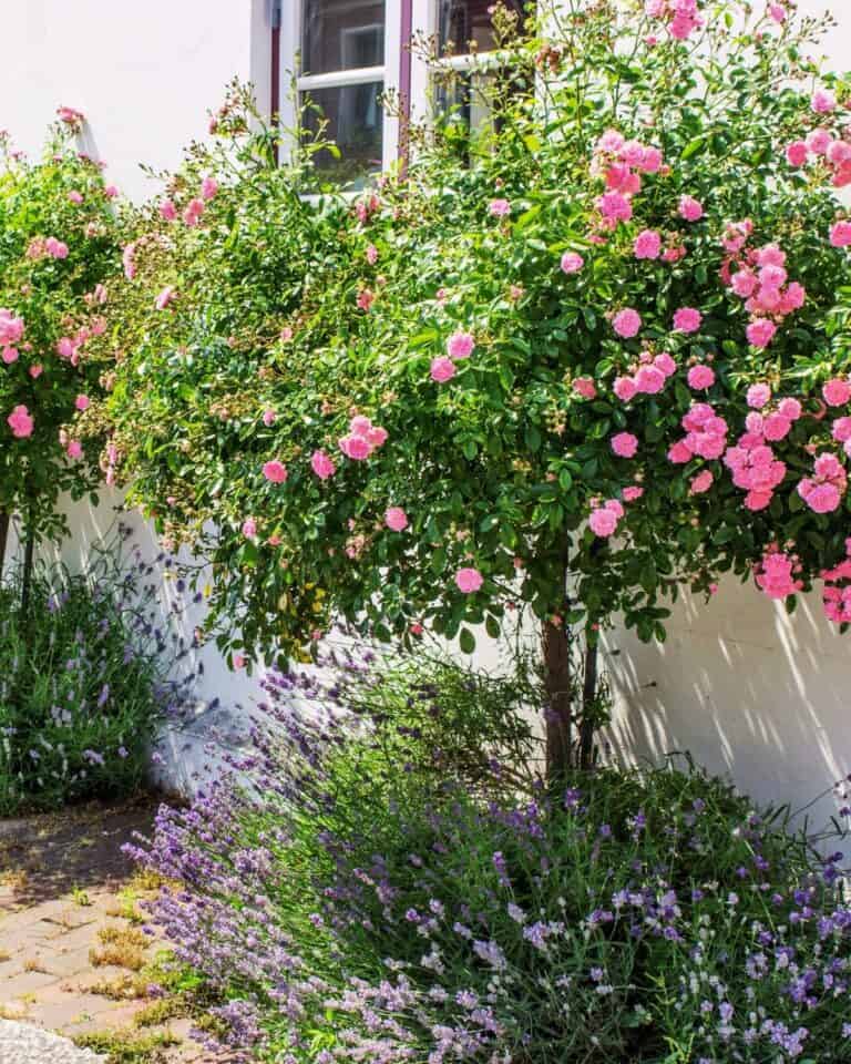 54 Perennial Shrubs & Bushes to Keep Your Garden Gorgeous All Year Round