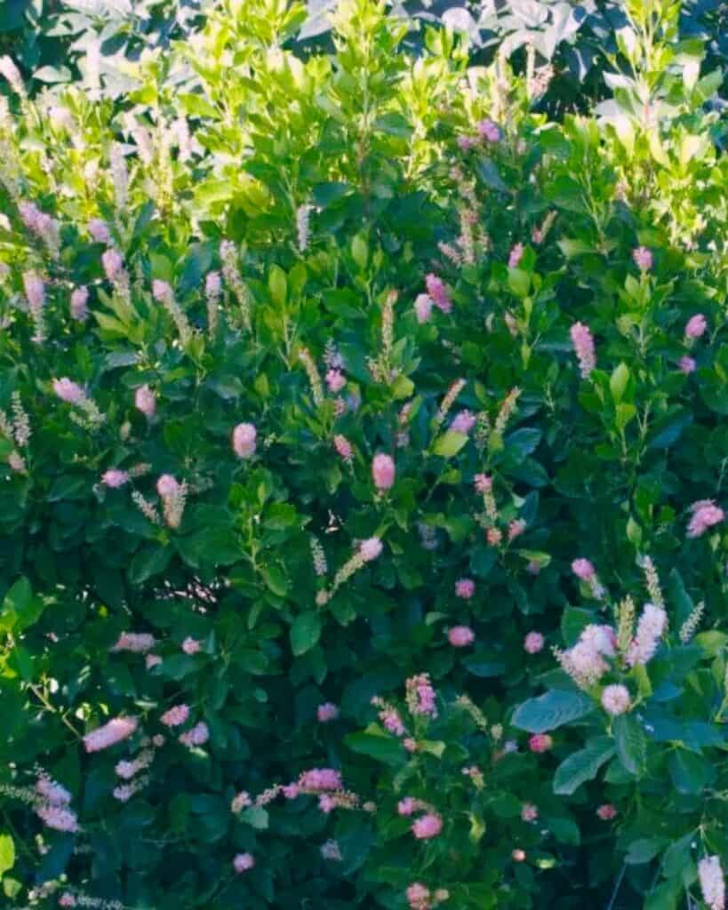 14 Gorgeous Shrubs That Thrive Under Trees