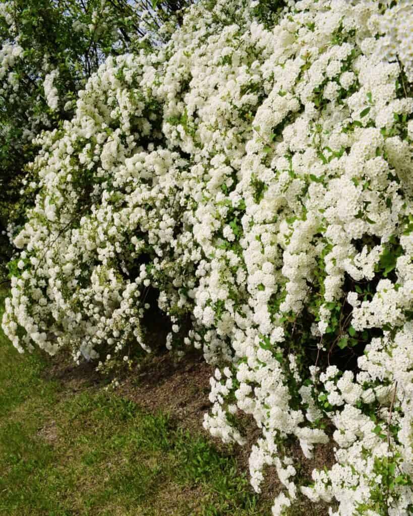 54 Perennial Shrubs & Bushes to Keep Your Garden Gorgeous All Year Round