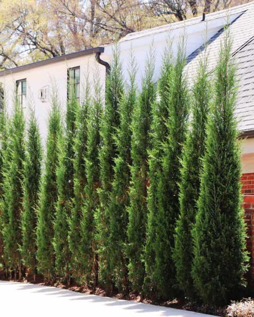 15 Zone 4 Privacy Hedge Ideas for Both Formal and Informal Landscapes ...