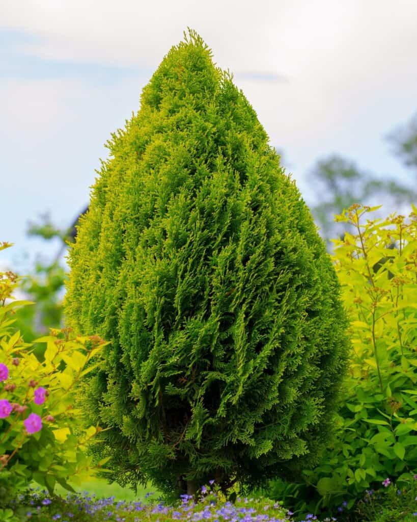 11 Best Standout Bushes, Shrubs & Small Trees for the Front of a Modern ...