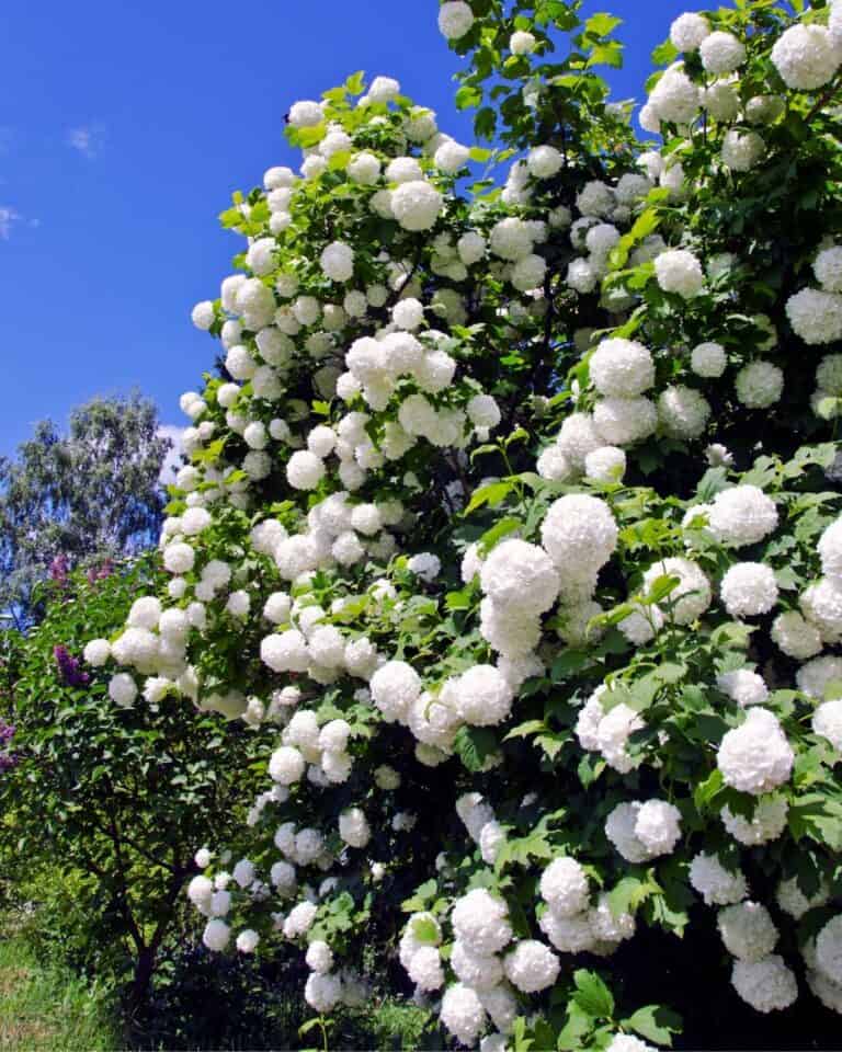 54 Perennial Shrubs & Bushes to Keep Your Garden Gorgeous All Year Round