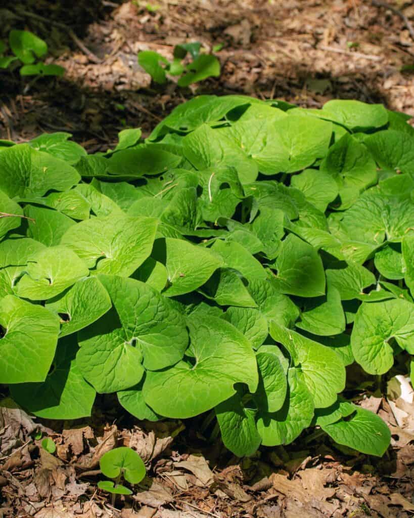 18 Ground Covers for Under Pine Trees That Will Flourish in the Shade