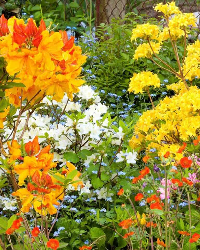 54 Perennial Shrubs & Bushes to Keep Your Garden Gorgeous All Year Round