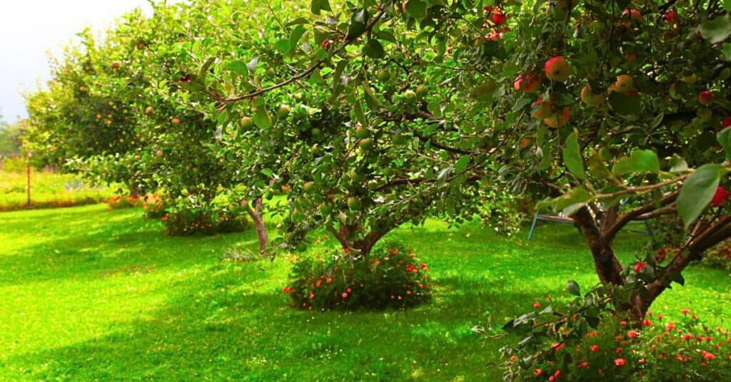 Best Apple Tree Companion Plants for a Thriving Orchard