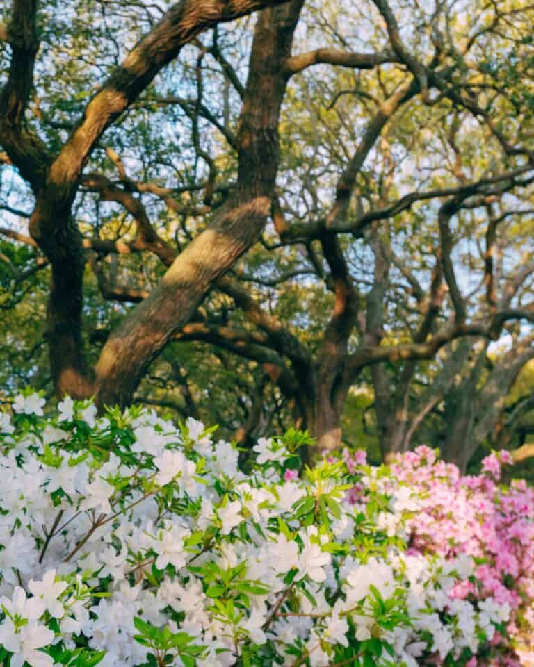 14 Gorgeous Shrubs That Thrive Under Trees