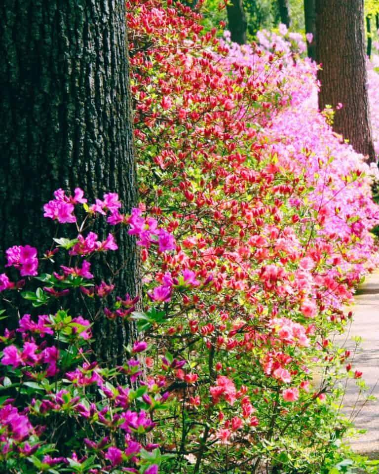 14 Gorgeous Shrubs That Thrive Under Trees