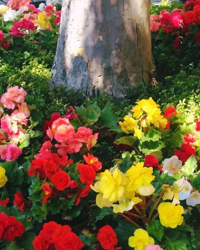 27 Gorgeous Flowers to Beautify the Area Under Pine Trees