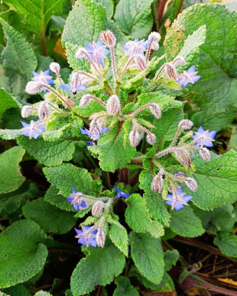 Best Apple Tree Companion Plants for a Thriving Orchard