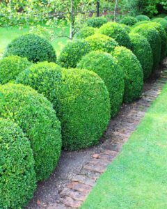 11 Best Standout Bushes, Shrubs & Small Trees for the Front of a Modern ...