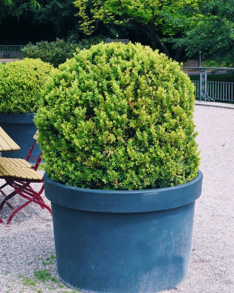 11 Best Standout Bushes, Shrubs & Small Trees for the Front of a Modern ...