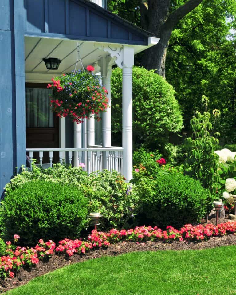 11 Best Eye-Catching Shrubs, Bushes & Small Trees for the Front of Your ...