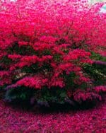 11 Best Eye-Catching Shrubs, Bushes & Small Trees for the Front of Your ...