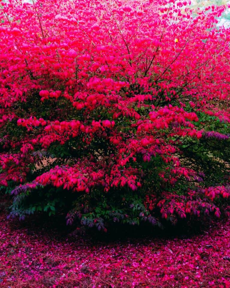11 Best Eye-Catching Shrubs, Bushes & Small Trees for the Front of Your ...