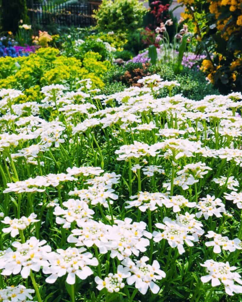 19 Best Ground Cover Flowers for Bold Color in Sun or Shade