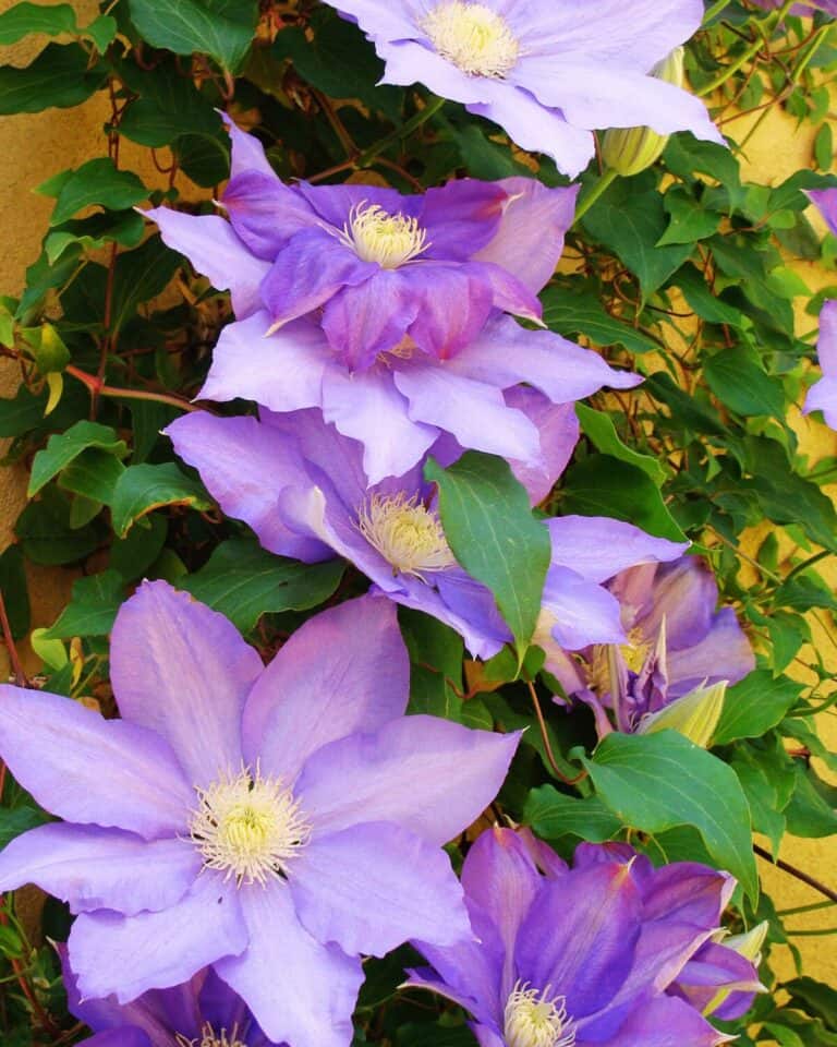 9 Beautiful Tree Climbing Plants to Turn Your Trees into Art