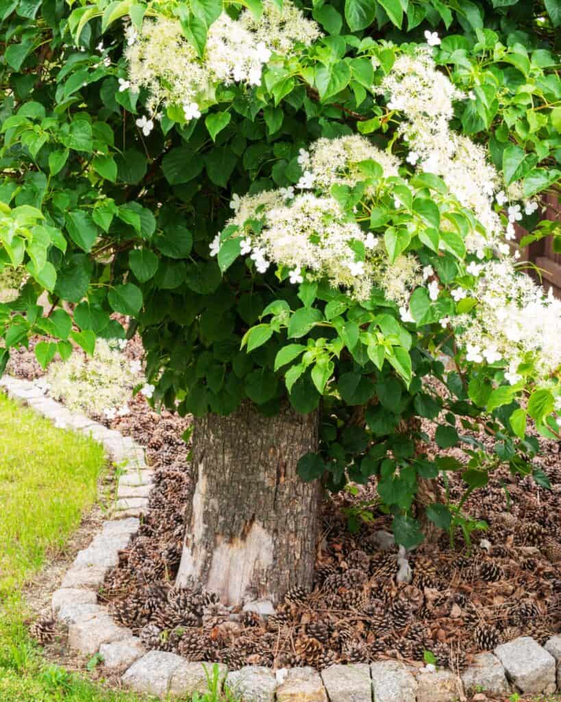9 Beautiful Tree Climbing Plants to Turn Your Trees into Art