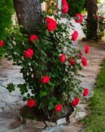 9 Beautiful Tree Climbing Plants to Turn Your Trees into Art
