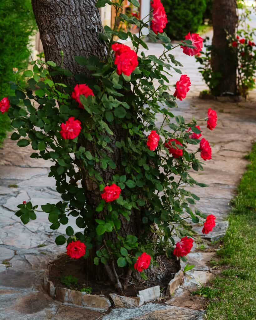 9 Beautiful Tree Climbing Plants to Turn Your Trees into Art