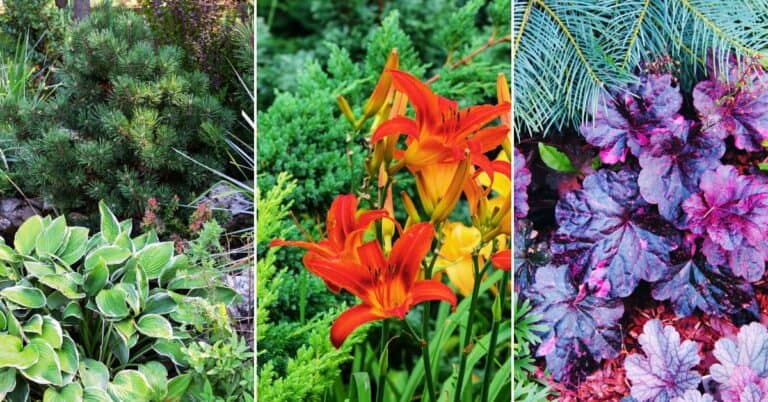 25 Companion Plants For Under Pine Trees (Backyard Landscaping Ideas)