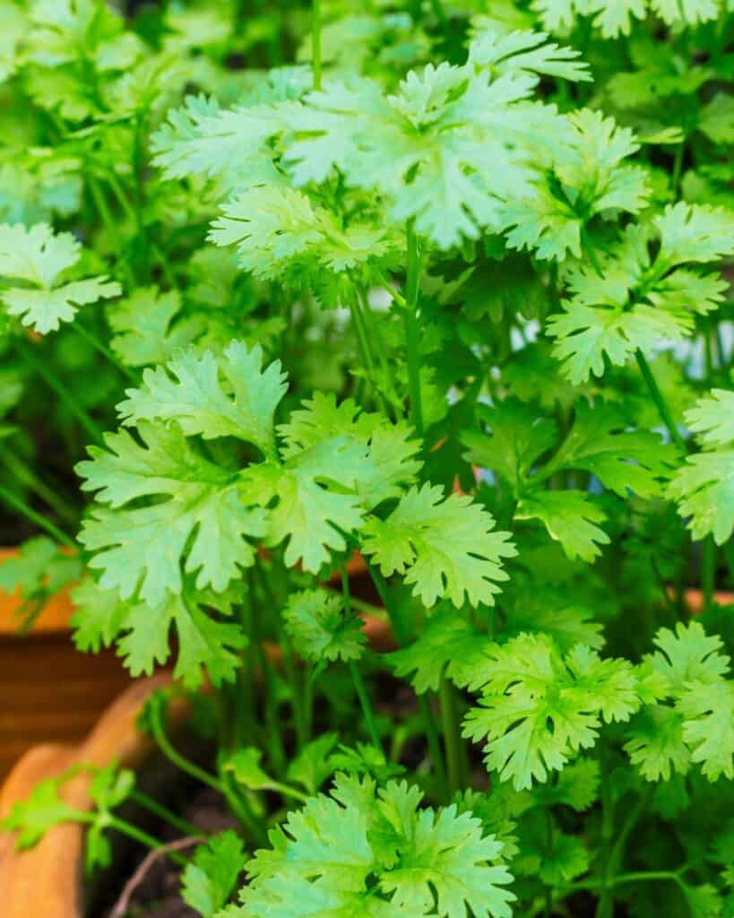 Best Apple Tree Companion Plants for a Thriving Orchard