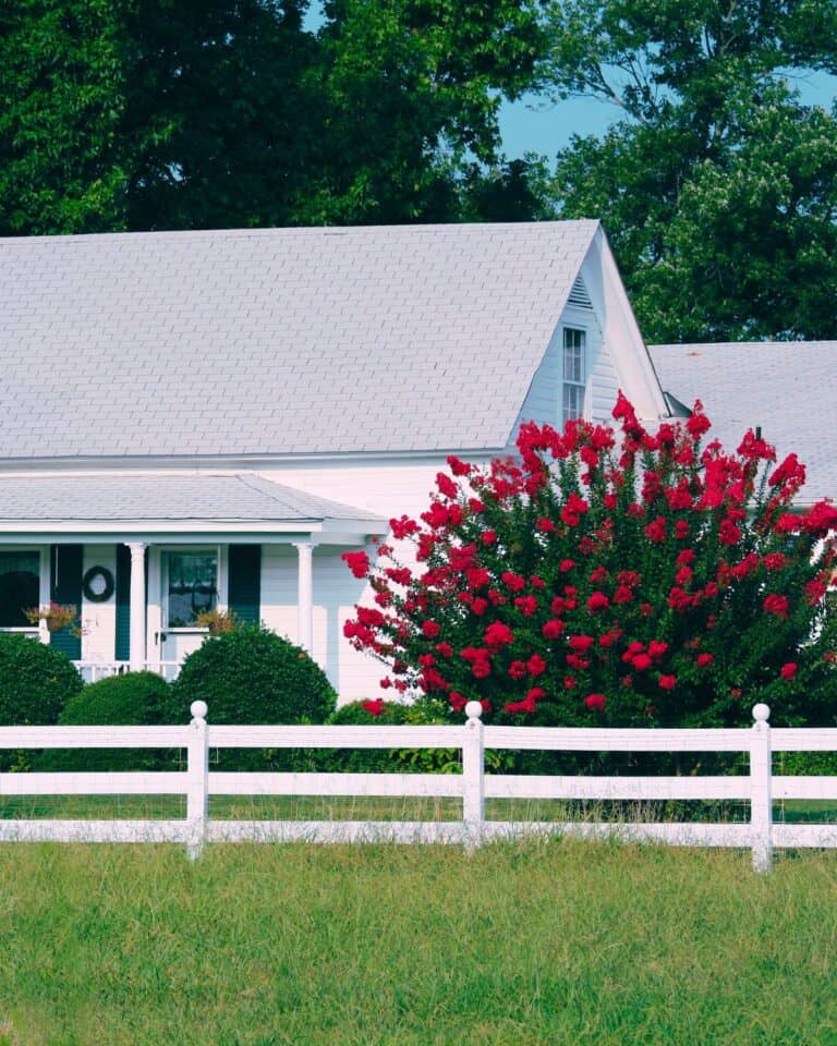 11 Best Eye-Catching Shrubs, Bushes & Small Trees for the Front of Your ...