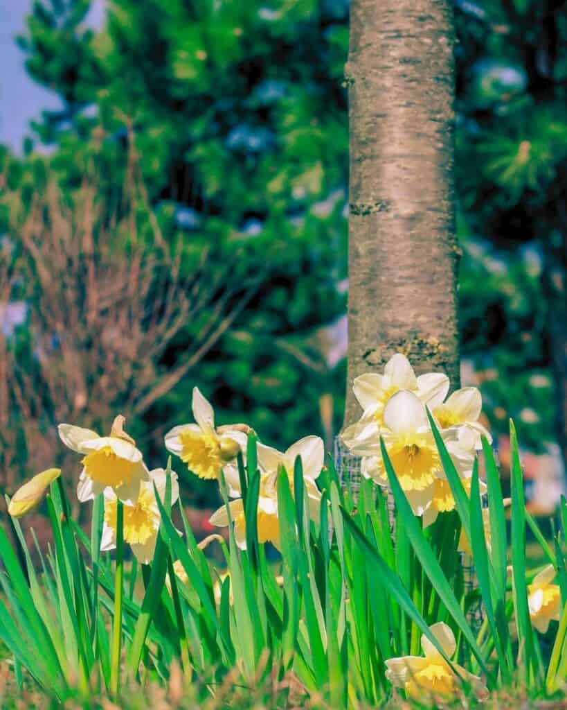 Best Apple Tree Companion Plants for a Thriving Orchard