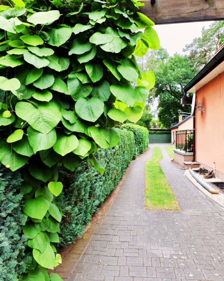 9 Beautiful Tree Climbing Plants to Turn Your Trees into Art