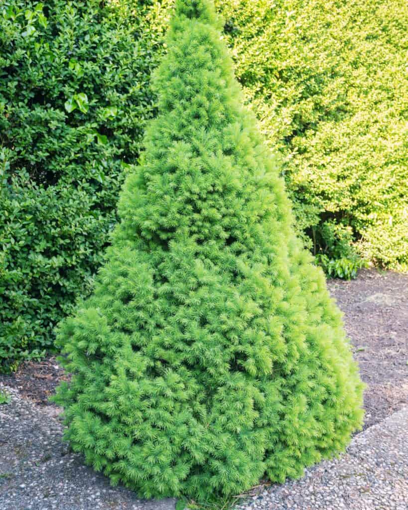 11 Best Standout Bushes, Shrubs & Small Trees for the Front of a Modern ...