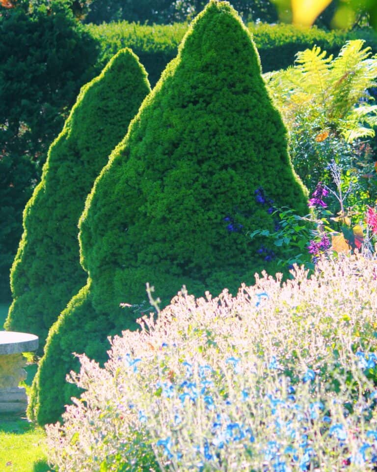 11 Deer-Resistant Shrubs to Keep Your Landscape Safe from Grazing