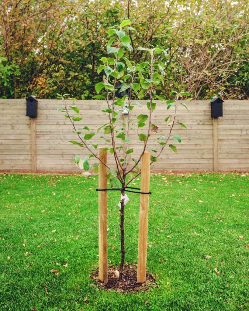 Comprehensive Granny Smith Apple Tree Care Guide & Bonus Tip