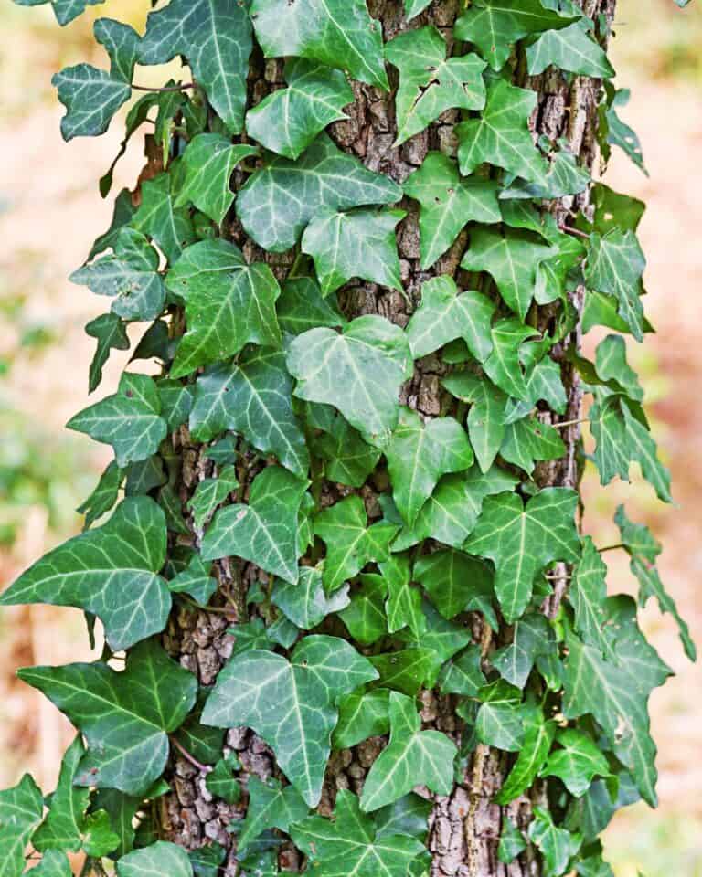 9 Beautiful Tree Climbing Plants to Turn Your Trees into Art