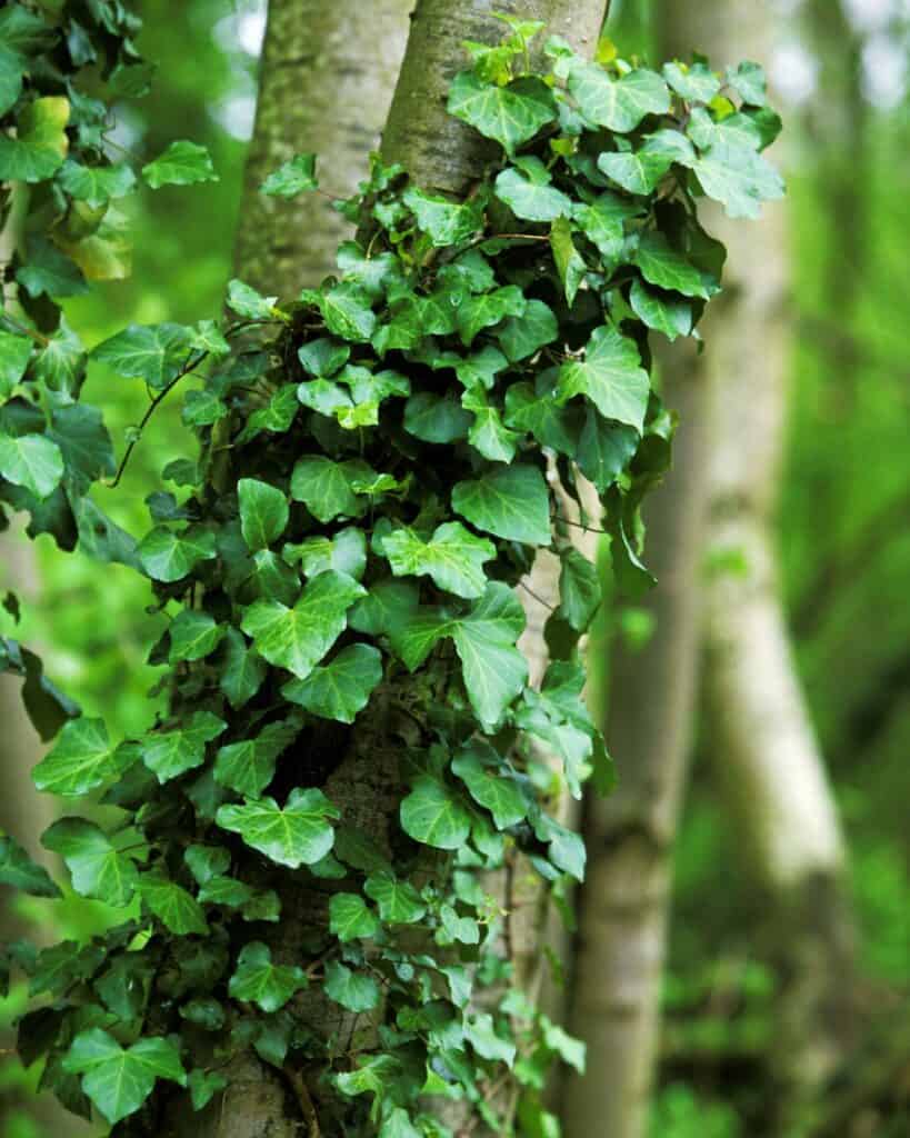 9 Beautiful Tree Climbing Plants to Turn Your Trees into Art