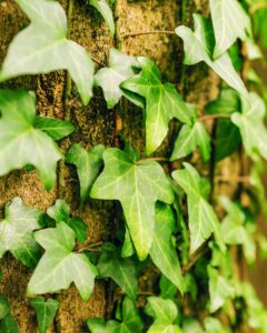 9 Beautiful Tree Climbing Plants to Turn Your Trees into Art