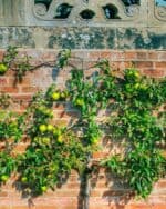 Comprehensive Granny Smith Apple Tree Care Guide & Bonus Tip