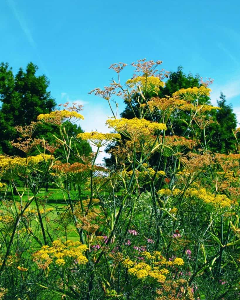 Best Apple Tree Companion Plants for a Thriving Orchard