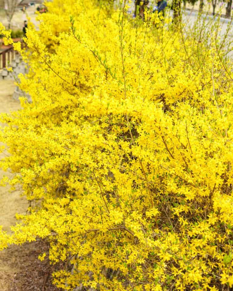 11 Best Eye-Catching Shrubs, Bushes & Small Trees for the Front of Your ...