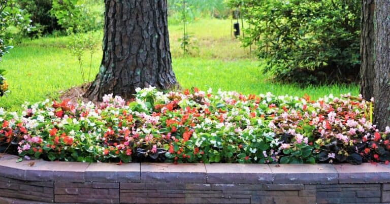 27 Gorgeous Flowers to Beautify the Area Under Pine Trees