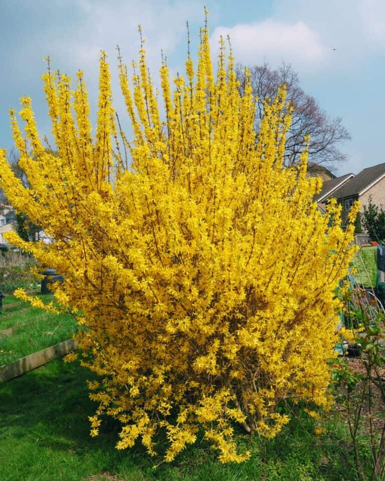 11 Best Eye-Catching Shrubs, Bushes & Small Trees for the Front of Your ...