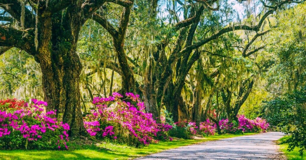 14 Gorgeous Shrubs That Thrive Under Trees