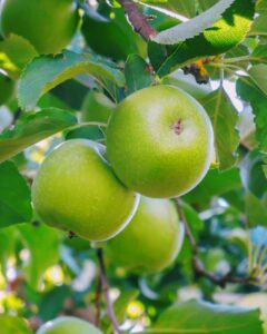 Comprehensive Granny Smith Apple Tree Care Guide & Bonus Tip