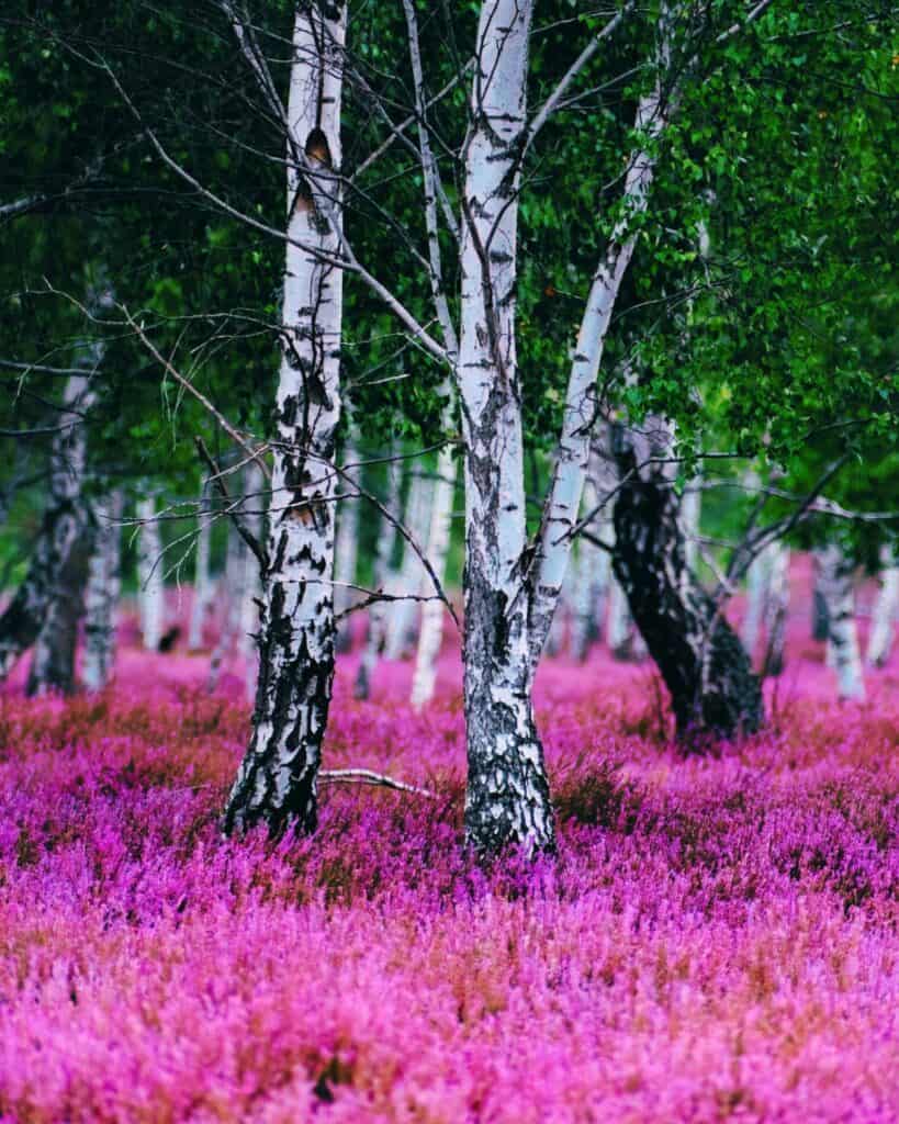 25 Companion Plants For Under Pine Trees (Backyard Landscaping Ideas)